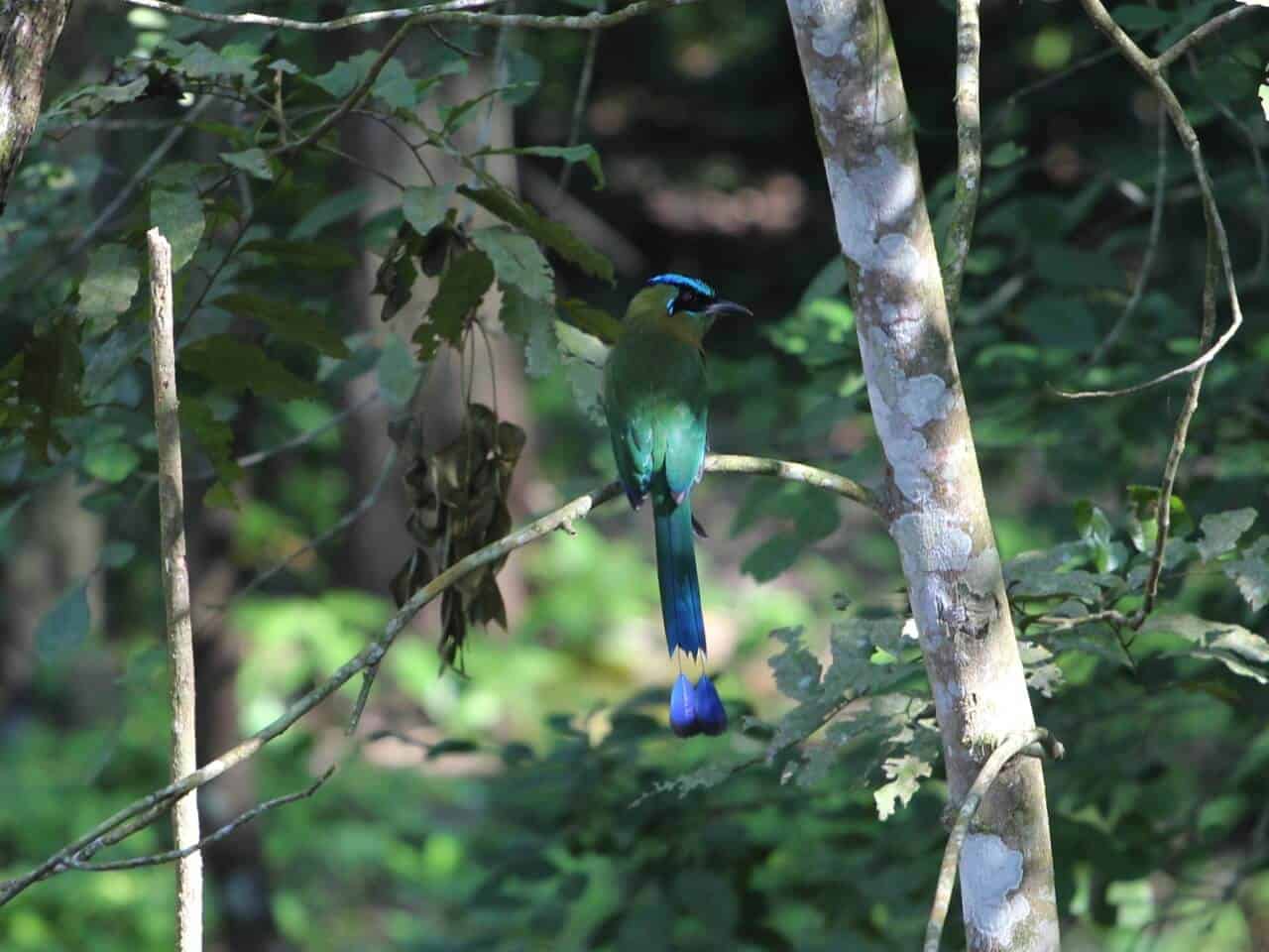 Belize Birding Tours | Belize Bird Watching Tours | Hamanasi Resort