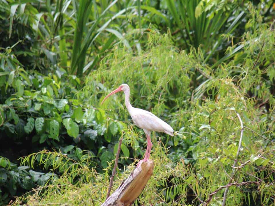 Belize Birding Tour | Belize Bird Watching | Hamanasi Adventure Resort
