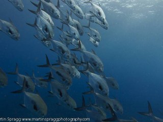 Turneffe Islands Atoll | Hamanasi Adventure & Dive Resort, Belize