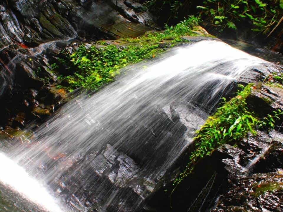 Mayflower Jungle & Waterfall Hike