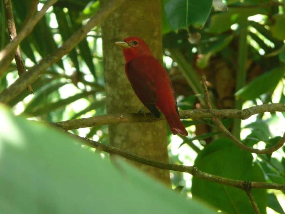 Belize Birding Tour | Belize Bird Watching | Hamanasi Adventure Resort