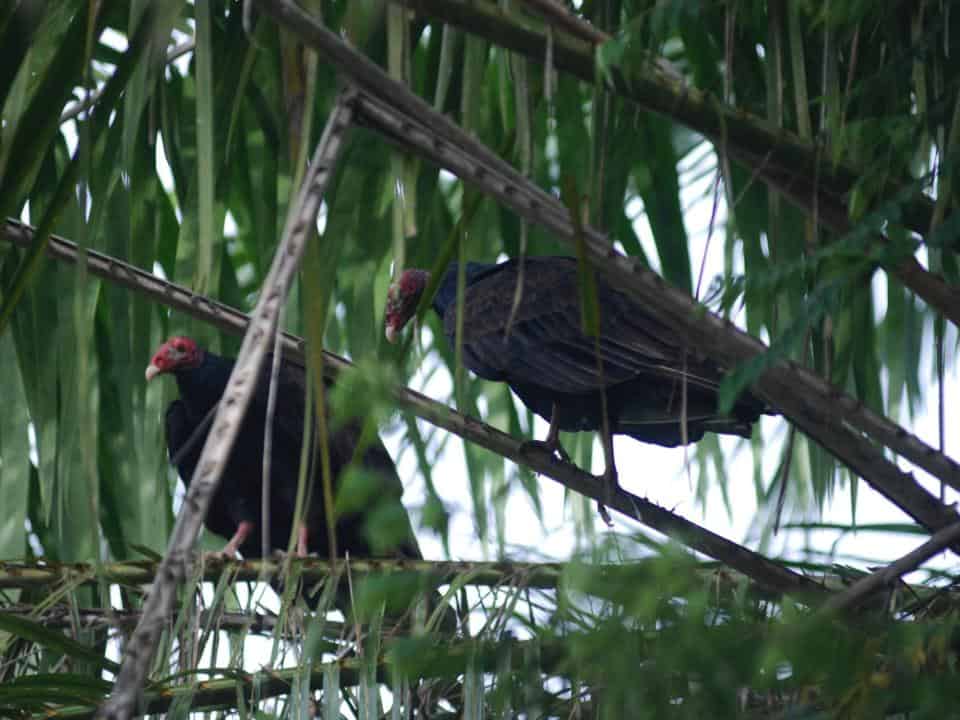 Belize Birding Tour | Belize Bird Watching | Hamanasi Adventure Resort