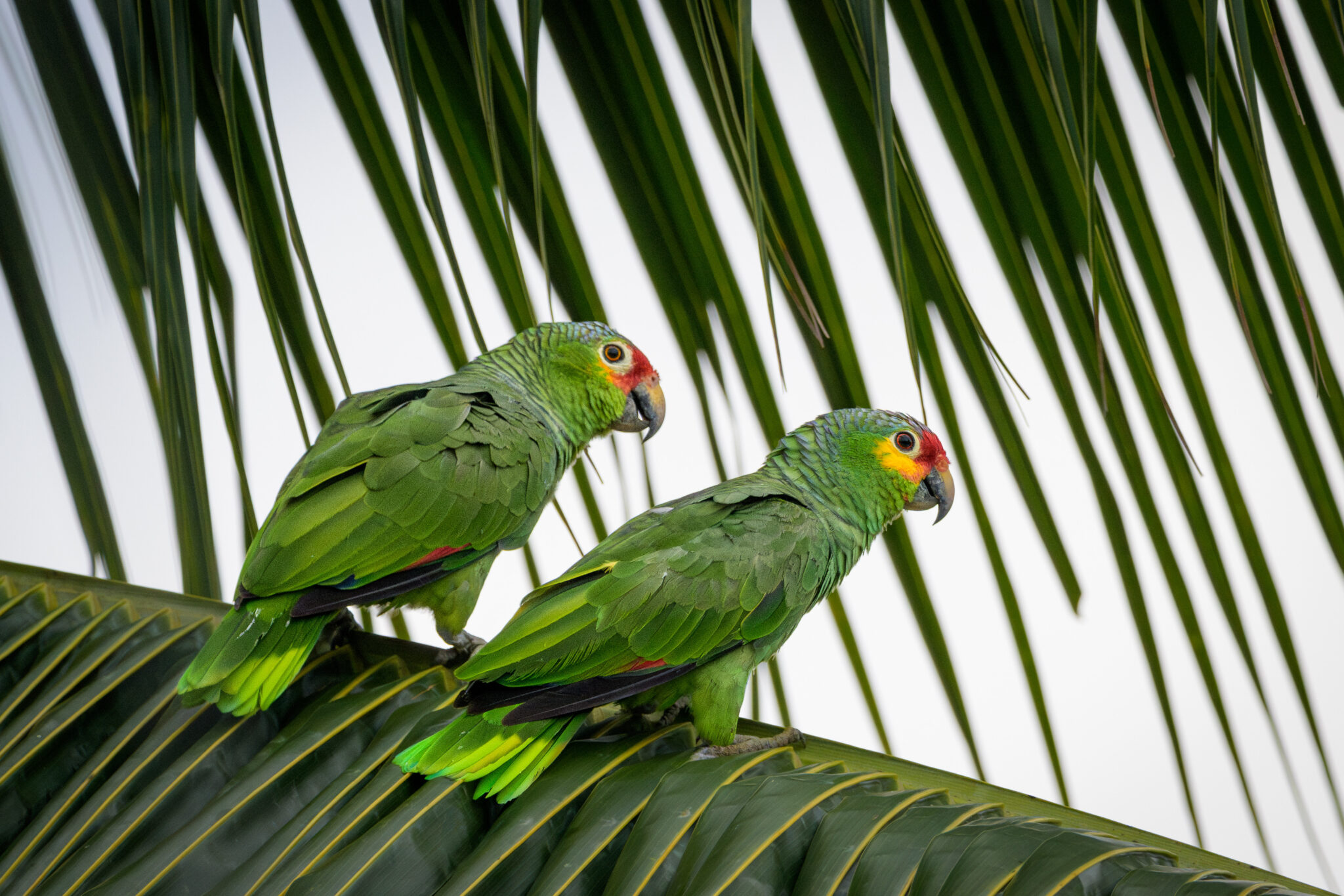 Belize Birding Tour | Belize Bird Watching | Hamanasi Adventure Resort