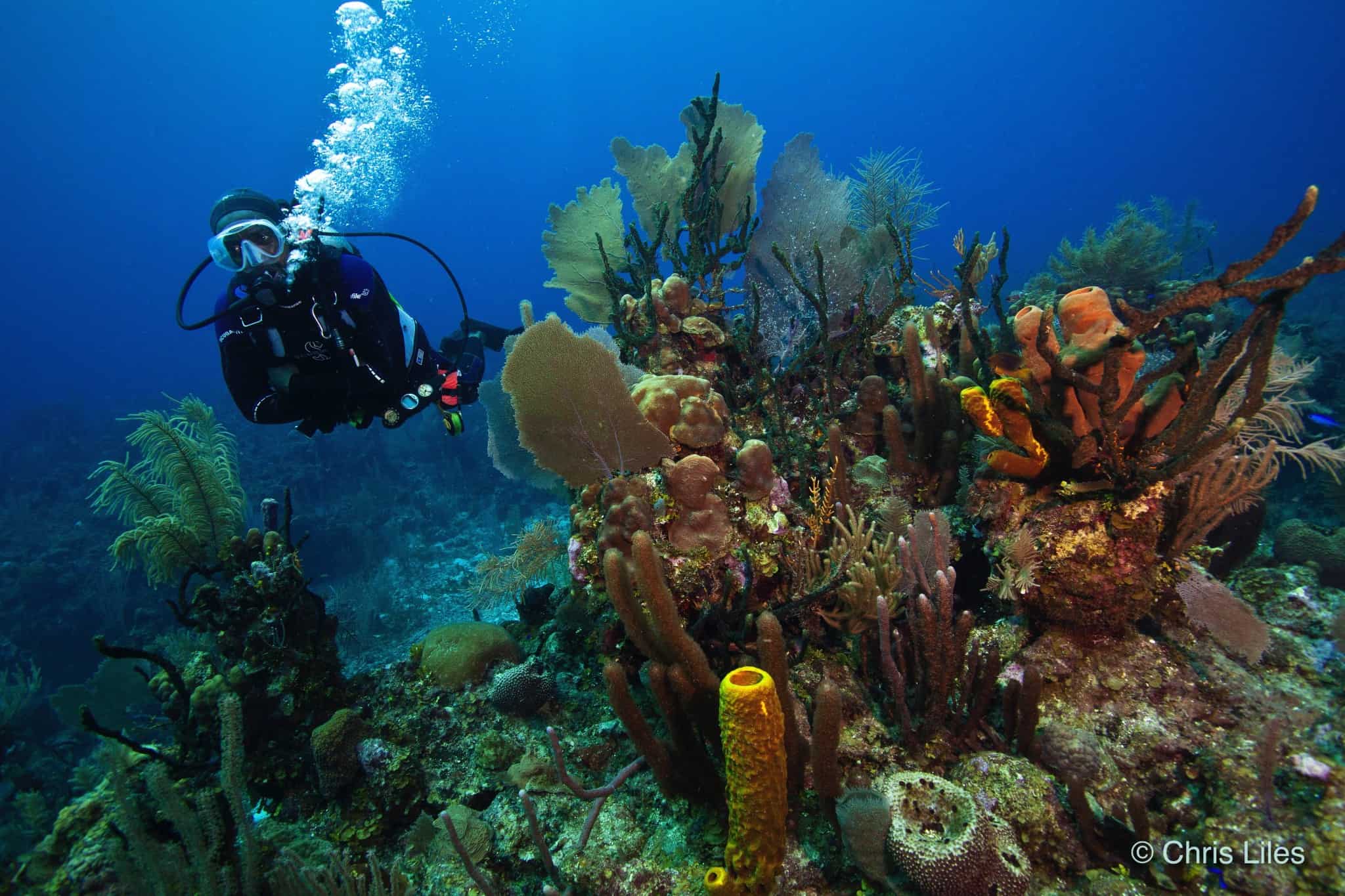 Belize Reef Diving | The Ultimate Reef Adventure | Hamanasi Resort