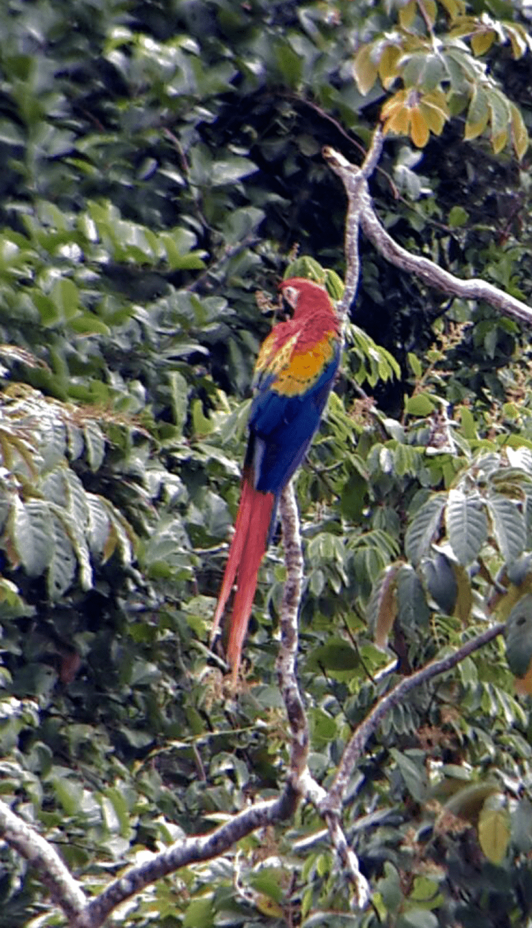 Meet the Scarlet Macaw | Hamanasi Adventure & Dive Resort, Belize