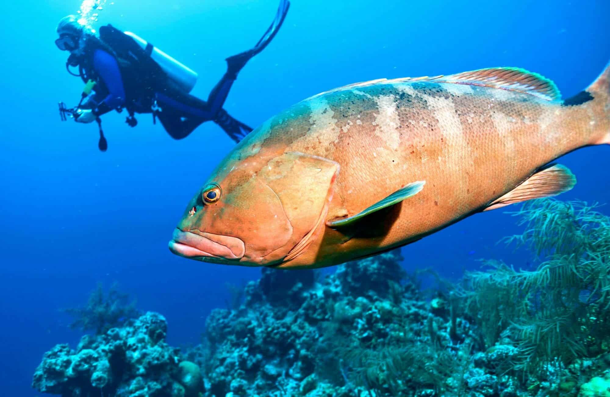 Best Dive Sites in Belize You've Never Heard Of | Hamanasi Adventure ...