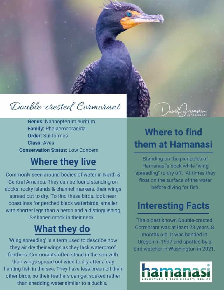 Hamanasi’s Resident Species | Hamanasi Adventure & Dive Resort, Belize