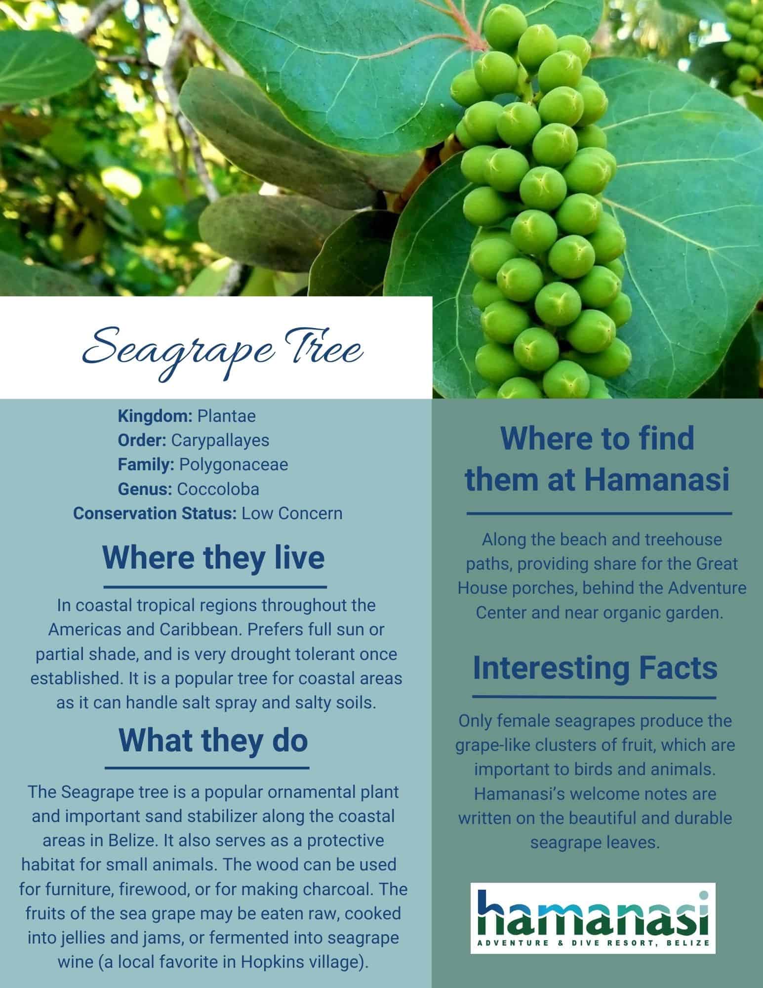 Hamanasi’s Resident Species | Hamanasi Adventure & Dive Resort, Belize