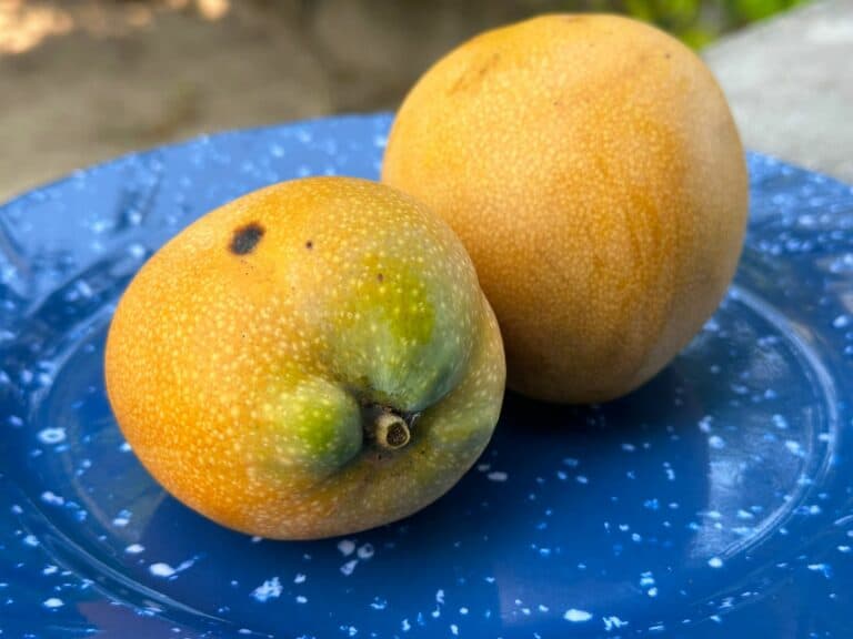 Why You CAN’T Miss Mango Season in Belize! | Hamanasi Adventure & Dive ...