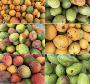 Why You CAN’T Miss Mango Season in Belize! | Hamanasi Adventure & Dive ...
