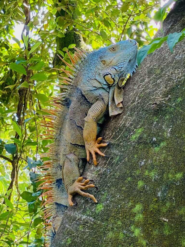 Why We LOVE Our Coastal Forest | Hamanasi Adventure & Dive Resort, Belize