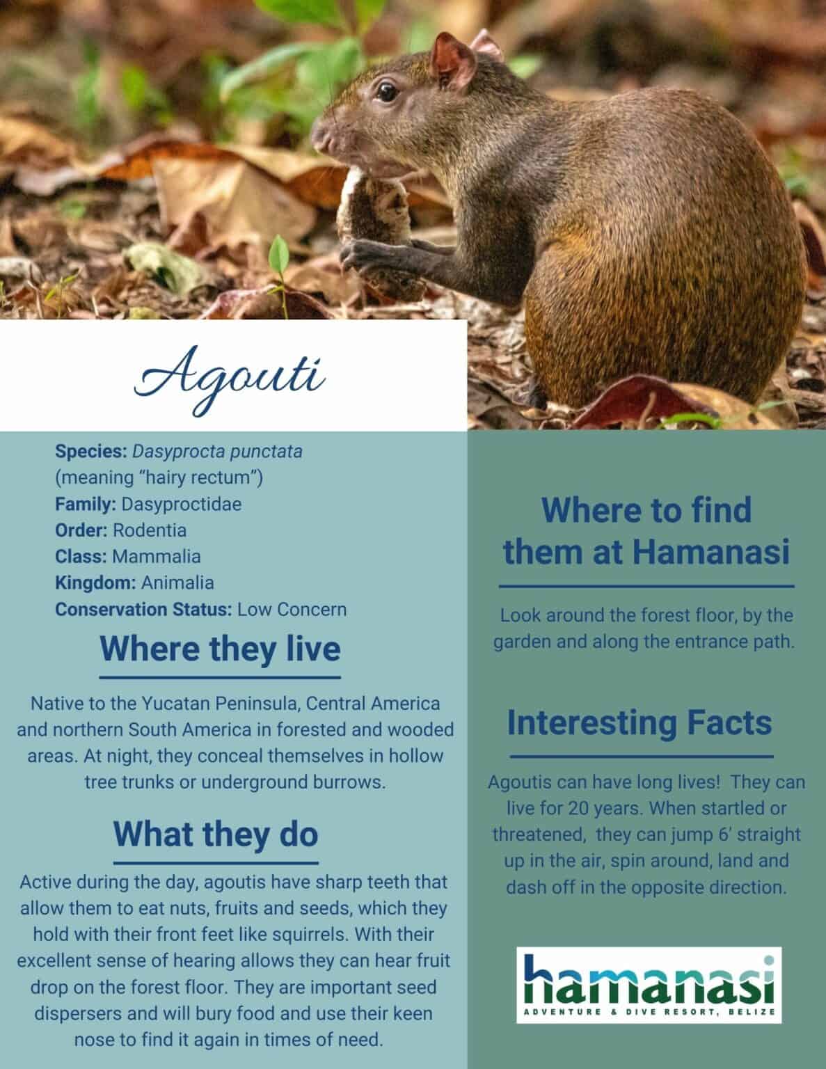 Hamanasi’s Resident Species | Hamanasi Adventure & Dive Resort, Belize