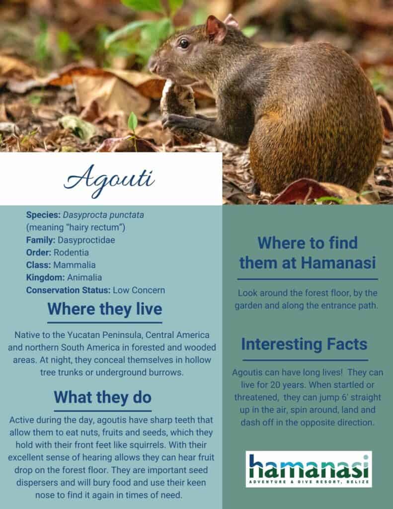 Hamanasi’s Resident Species | Hamanasi Adventure & Dive Resort, Belize
