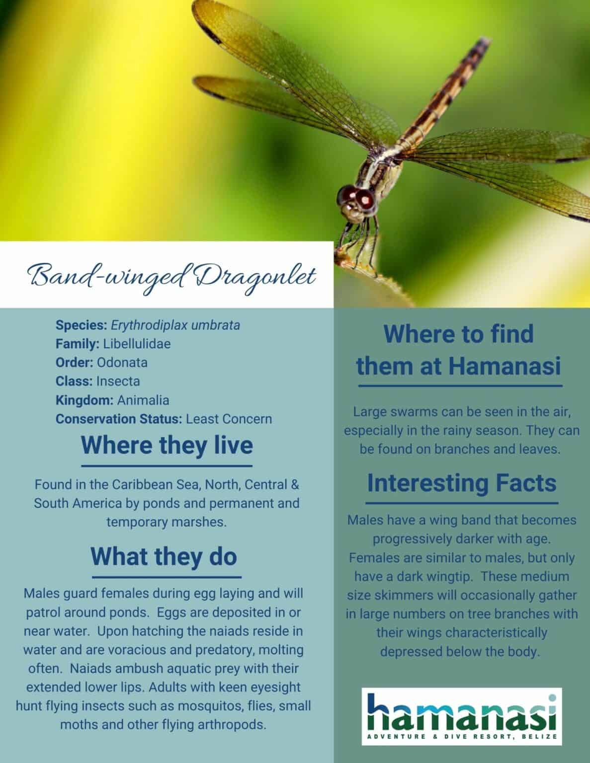 Hamanasi’s Resident Species | Hamanasi Adventure & Dive Resort, Belize