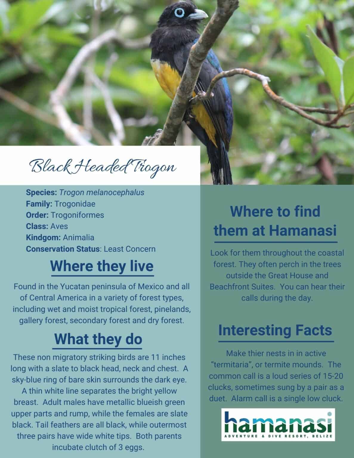 Hamanasi’s Resident Species | Hamanasi Adventure & Dive Resort, Belize