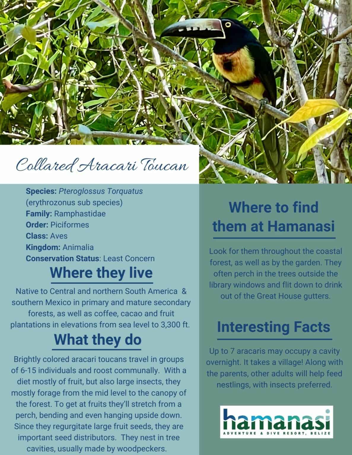 Hamanasi’s Resident Species | Hamanasi Adventure & Dive Resort, Belize