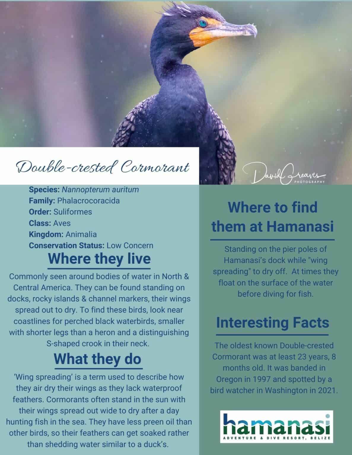 Hamanasi’s Resident Species | Hamanasi Adventure & Dive Resort, Belize