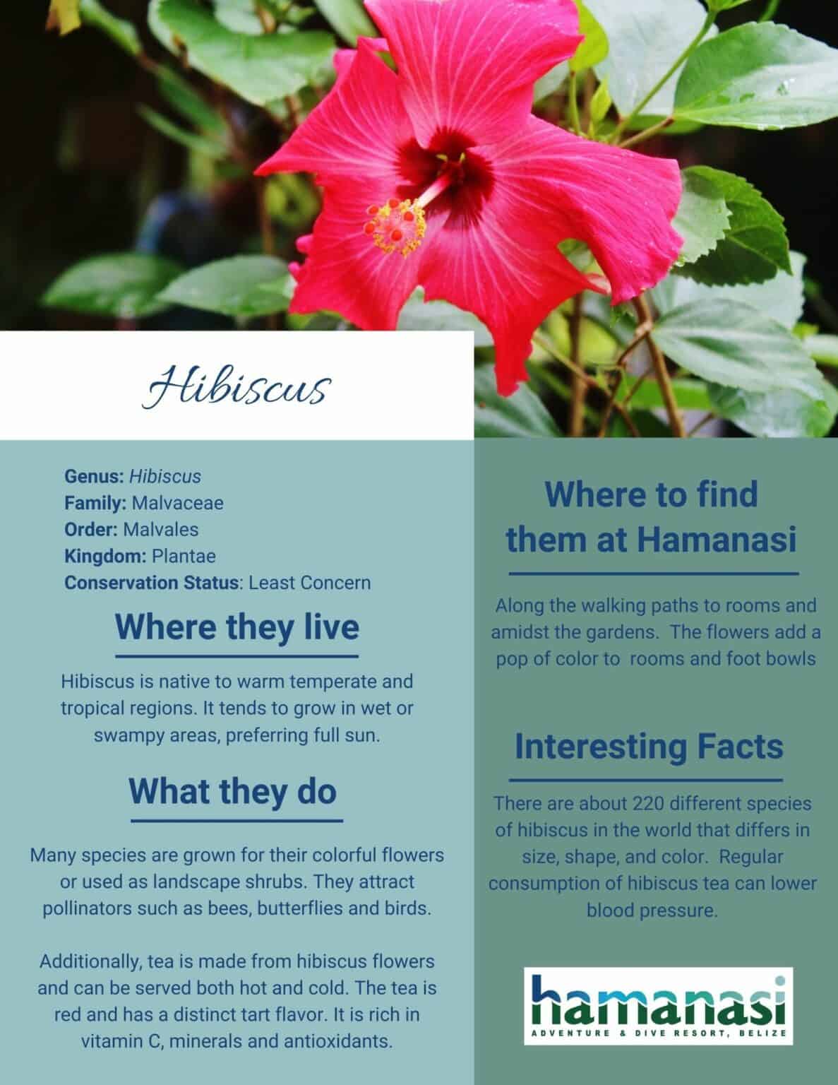 Hamanasi’s Resident Species | Hamanasi Adventure & Dive Resort, Belize