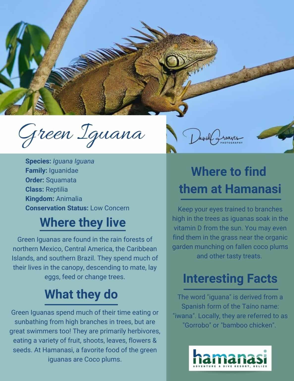 Hamanasi’s Resident Species | Hamanasi Adventure & Dive Resort, Belize