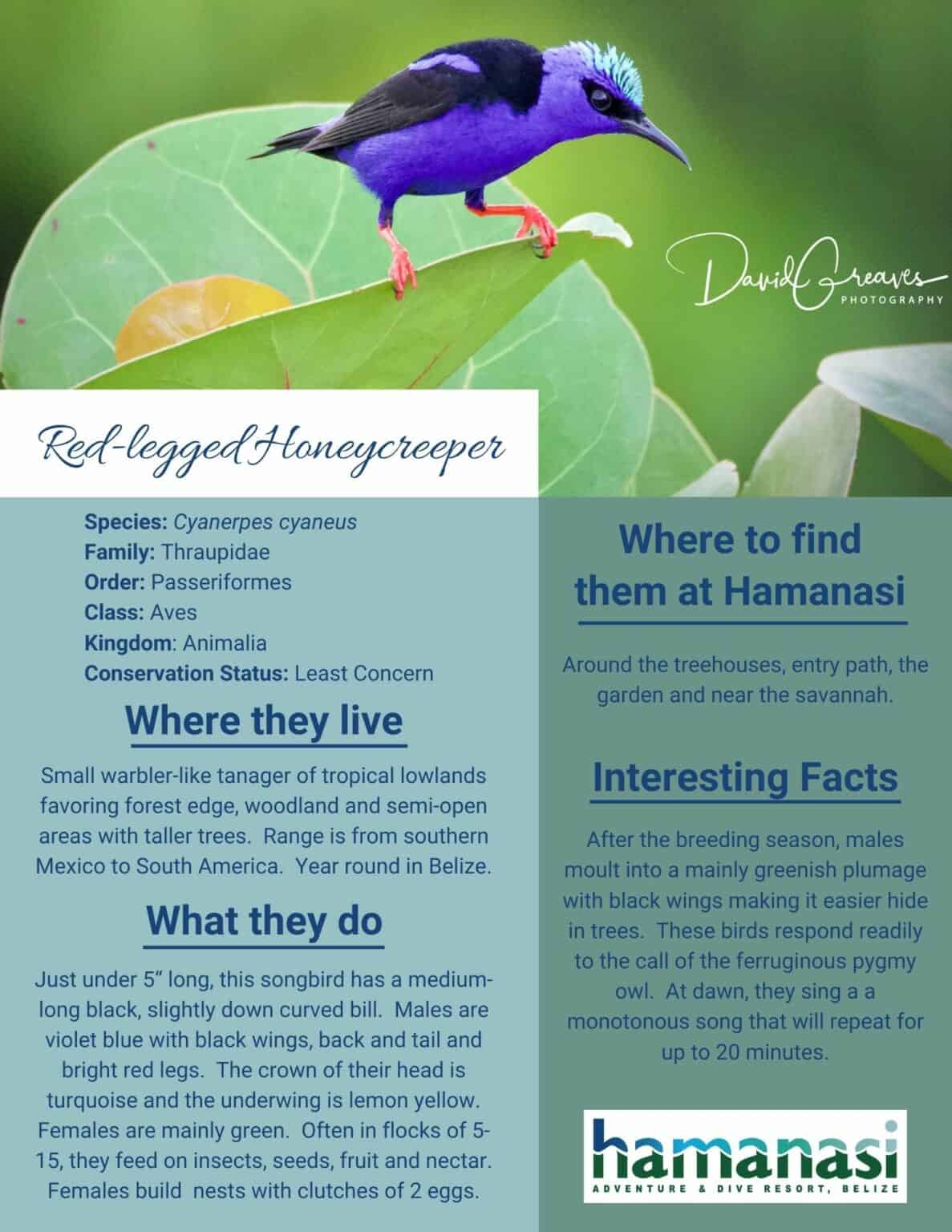 Hamanasi’s Resident Species | Hamanasi Adventure & Dive Resort, Belize