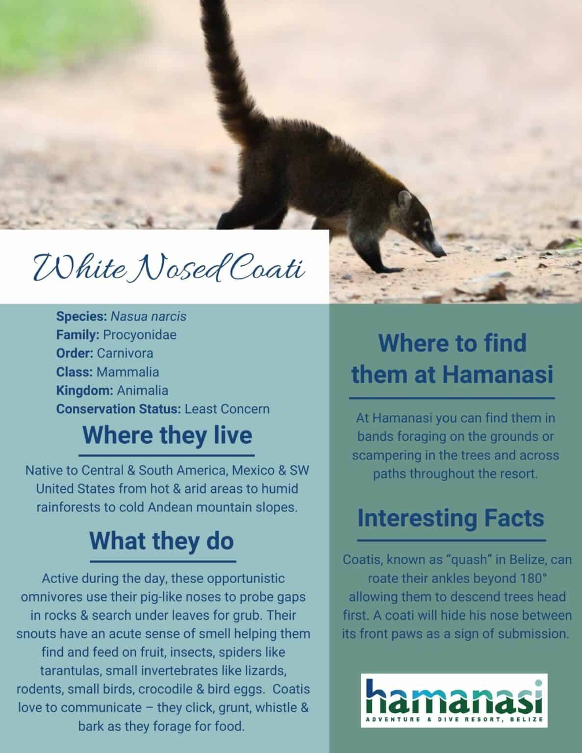 Hamanasi’s Resident Species | Hamanasi Adventure & Dive Resort, Belize